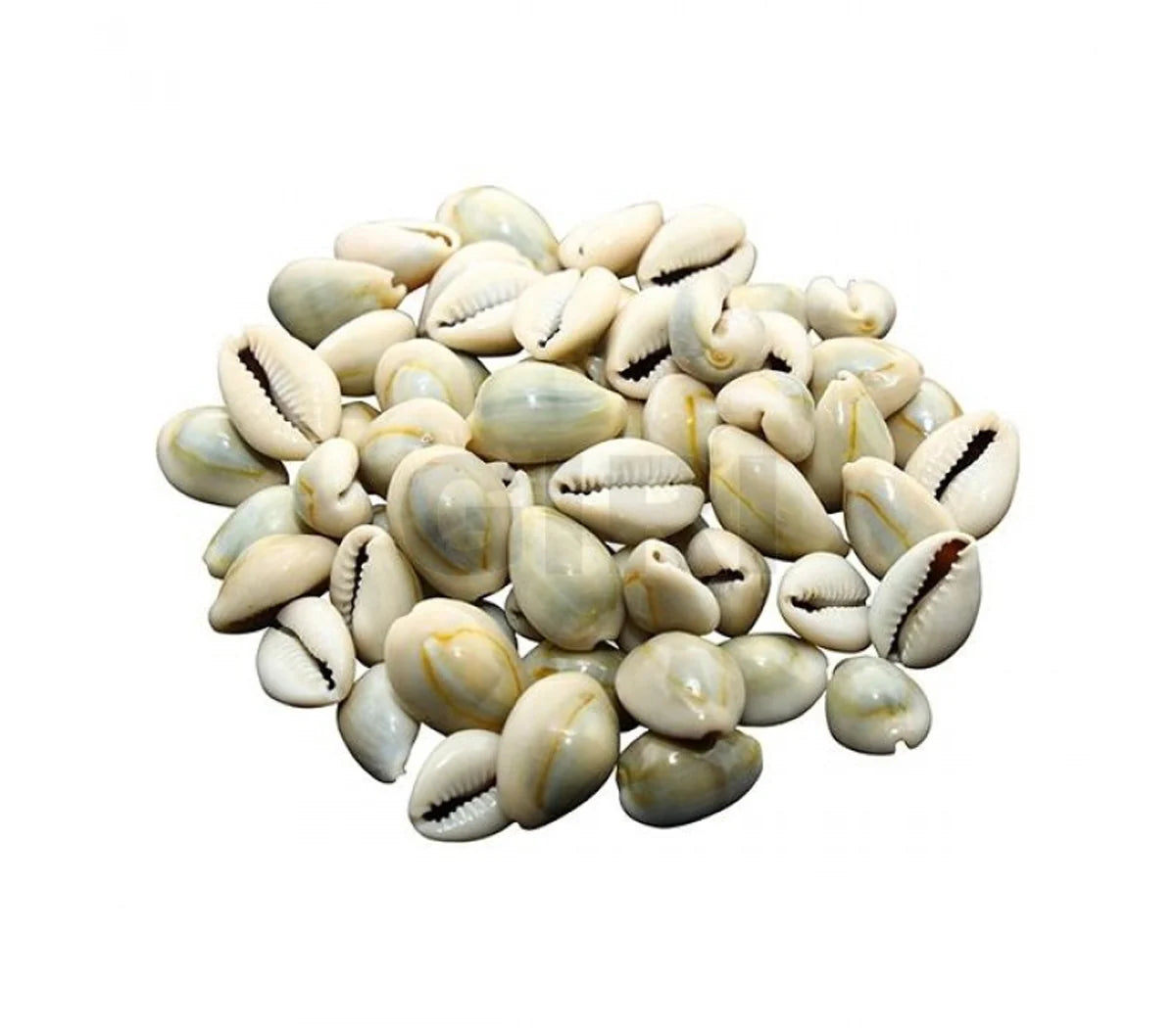 Giri USA - Chozhi | Cowrie Shells | Kaudi | Sozhi