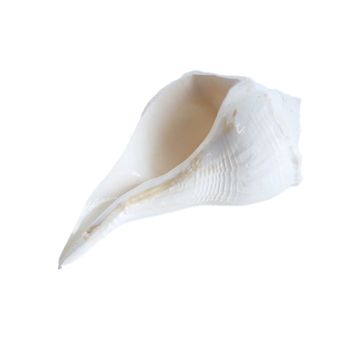 Dakshinavarti Shankh | Right Handed Conch Shell | Valampuri Sangu ...