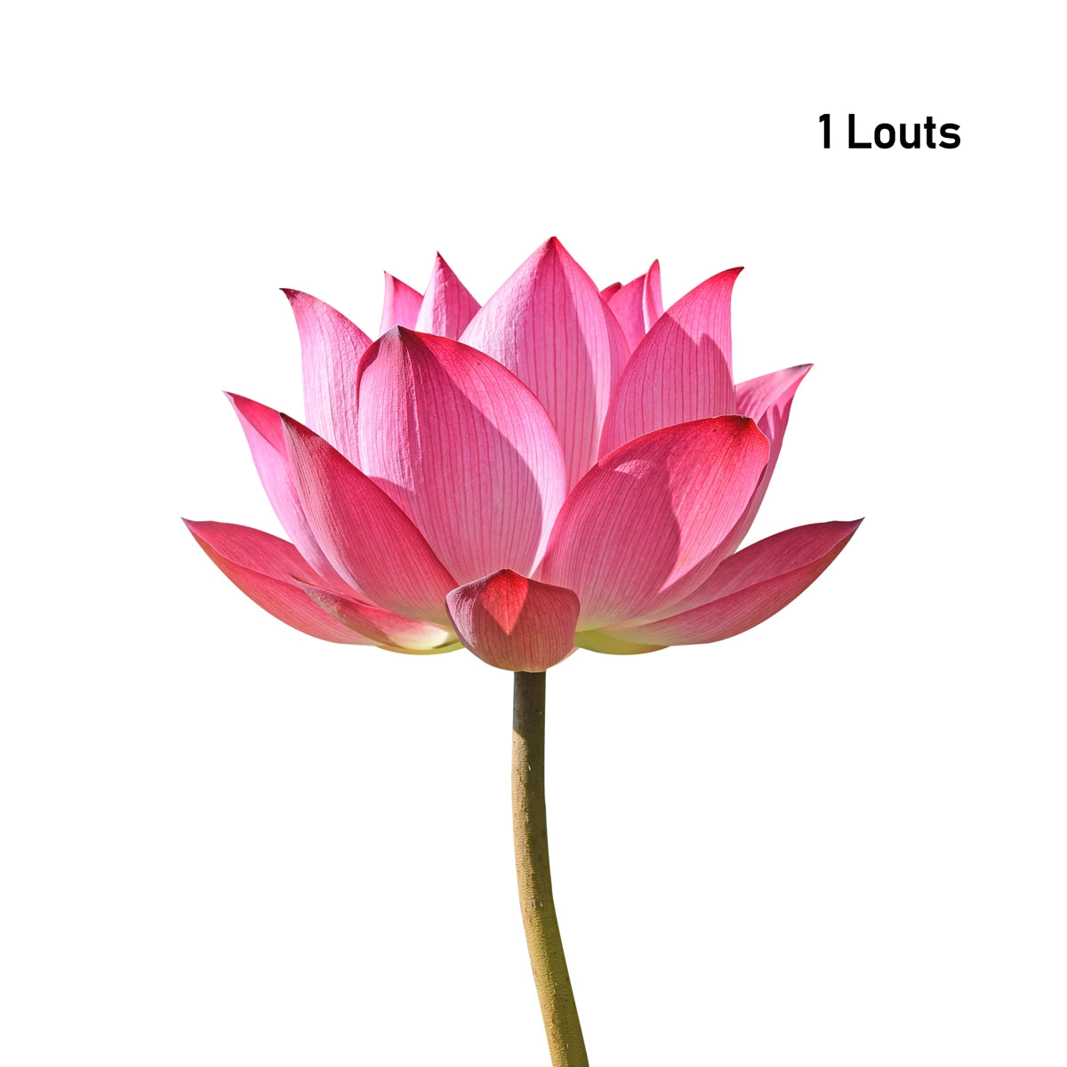 Giri - Pink Lotus | Fresh Lotus | Fresh Flower Delivery — GIRI USA